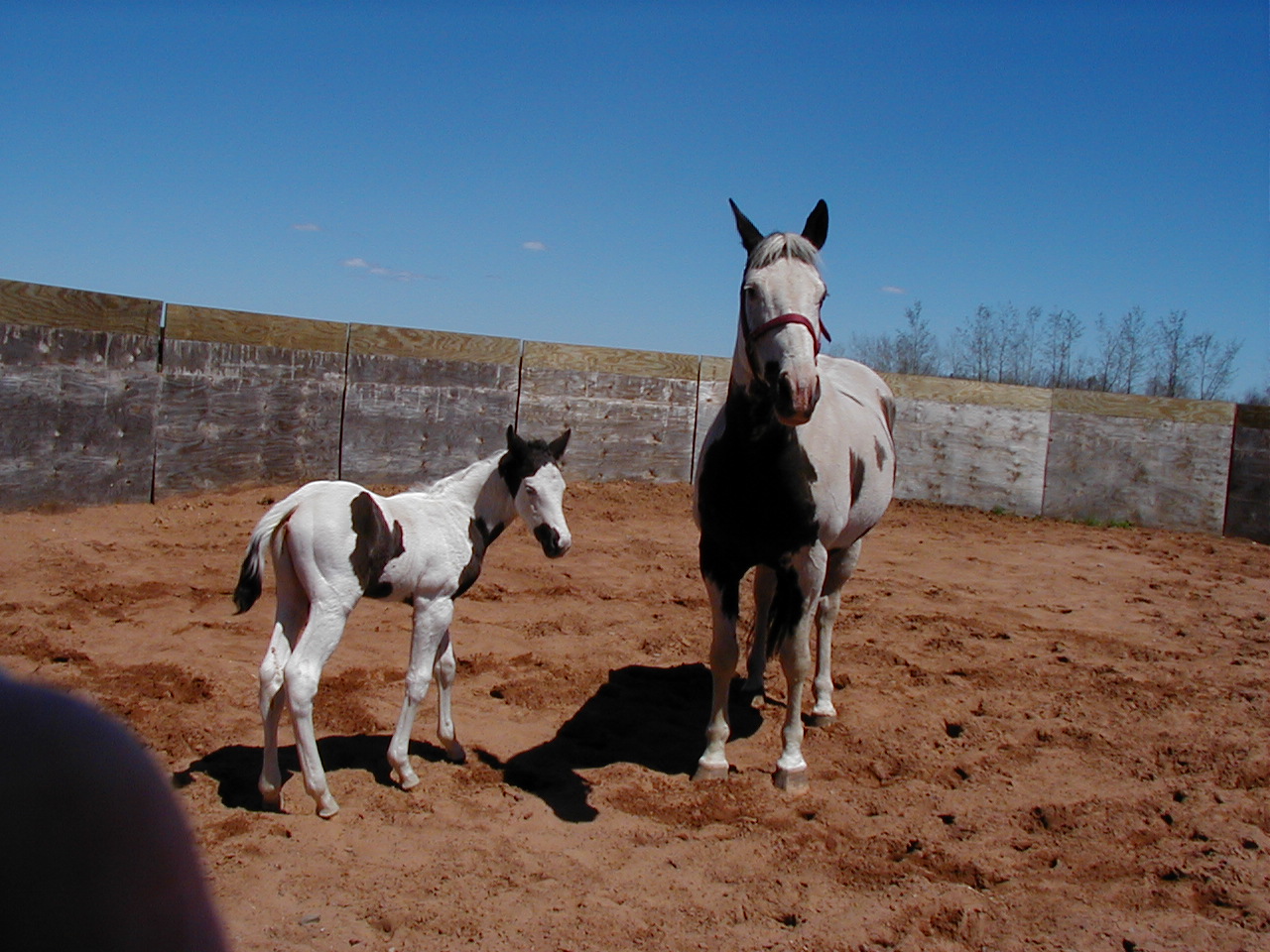 Image 02-country_rear_shot